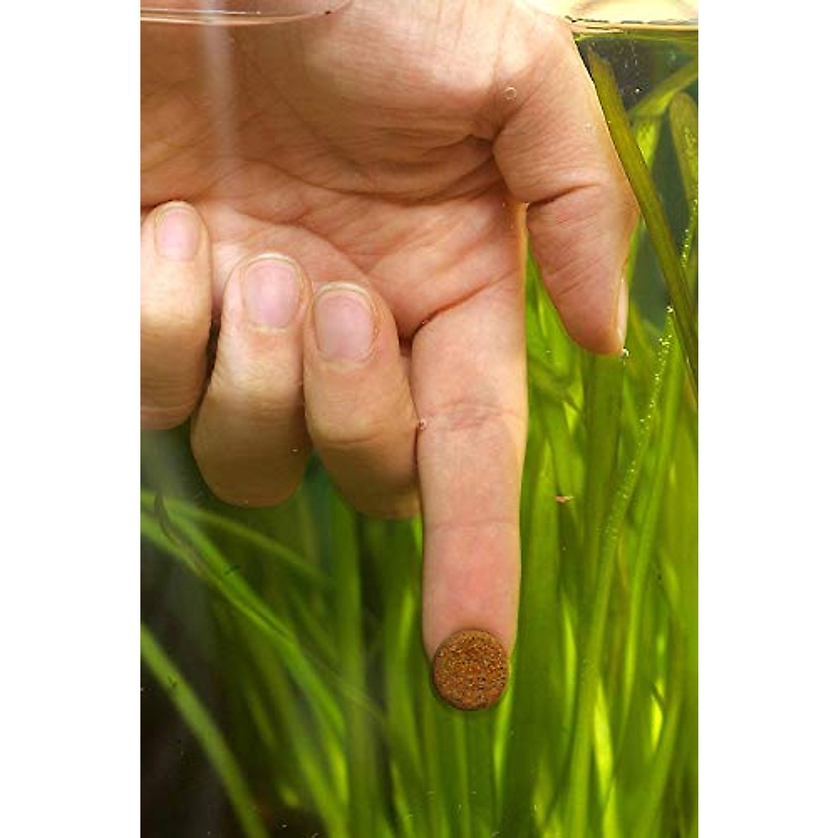 Sera O-Nip Treat Tablets Fish Food, 2.1 Ounce Container