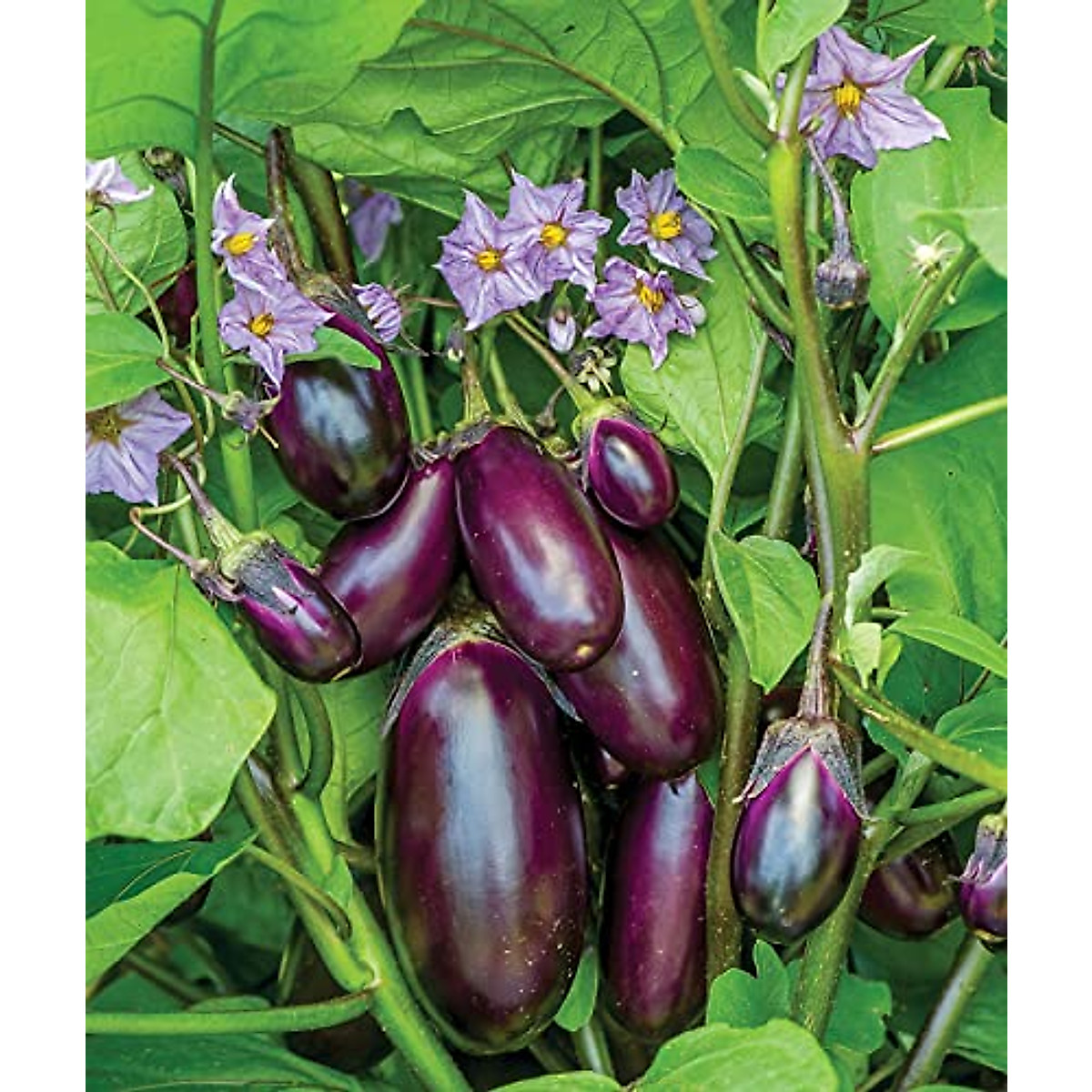 Burpee Patio Baby Eggplant Seeds 30 seeds
