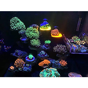 Fluorescent Green Coral Frag Holder Acrylic Coral Rack with Powerful Suction Cup and Placstic Screws Suitable for Household Fish Tanks (2pcs 1 Plug Hole Green+Orange)