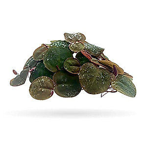 Aquarigram 30+ Leaves Red Root Floaters (+Free Bonus Plant) Live Floating Plants for Aquarium (Phyllanthus Fluitans)…