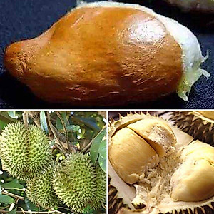 Portal Cool Color 13: 50Pcs Rare Rose Seeds Potted Bonsai Perennial Flower Seeds Home Garden Ehe8