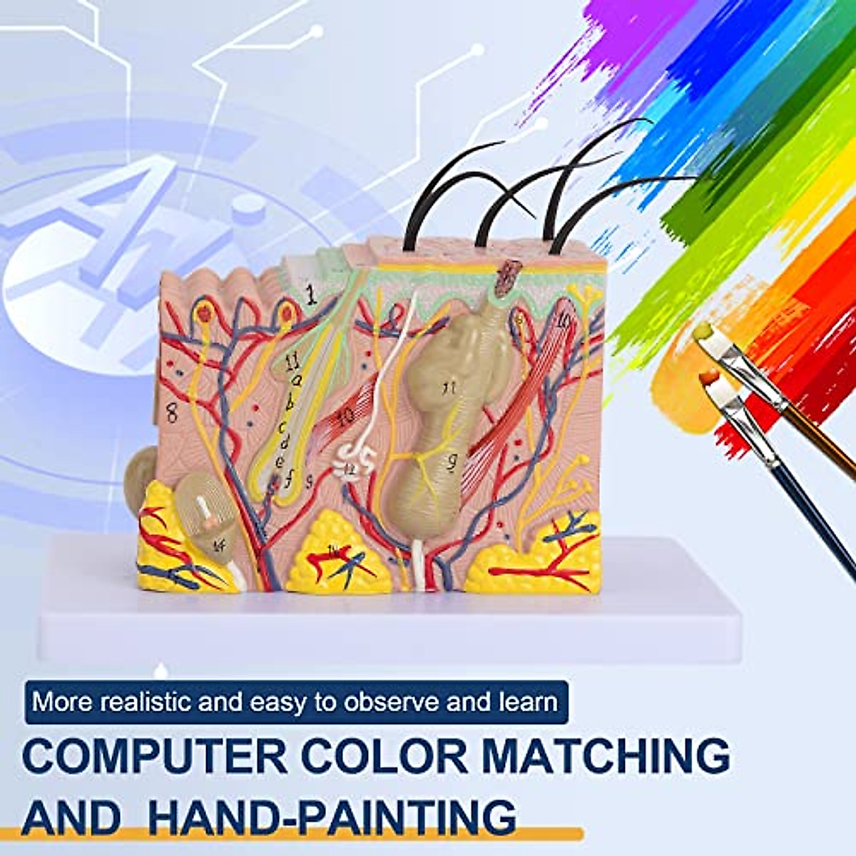 Healthible Skin Anatomy Model - 35X Enlarged Anatomical Skin Layer Structure Model Skin Anatomical Model with Hair for Science Classroom