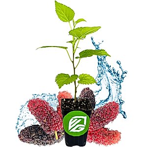 Dwarf Everbearing Black Mulberry Tree Live Plant - Morus nigra - Wellspring Gardens Premium Fruit Tress Live Plants - Great for Nature Lovers & Gardeners - Perfect for Outdoor and Indoor Fruit Trees