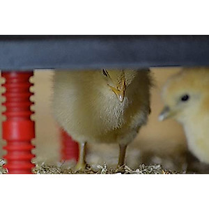RentACoop Chick Brooder Heating Plate and Anti-Roost Cone Set - Brooder Heat Plate Warms Up to 20 Chicks - Chick Heater with 25 Adjustable Heights and 22 Watts - Safer Than Heat Lamps - 12" x 12"