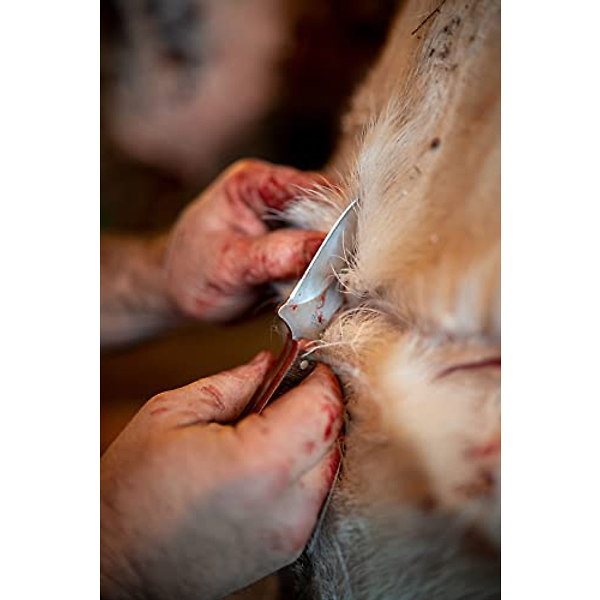 Old Timer Generational USA Series 152OTG Sharpfinger Fixed Blade Knife with Stainless Steel Clip Point Skinner Blade, Bone Handle, and Made in USA for Hunting, Skinning, Field Dressing and Outdoors