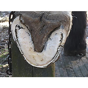 Complete Horse Hoof Trimmer Set – Electric Plug in - 110 Volt - Accessories Included