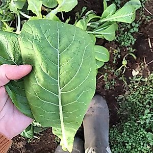 3,000 Komatsuna Tendergreen Spinach Mustard Seeds for Planting Heirloom Non GMO 6+ Grams Garden Vegetable Bulk Survival Hominy