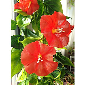 AirSun Artificial Morning Glory Flower Vines, 2pcs 15Feet Hanging Plants Silk Garland Fake Green Plant Home Garden Wall Fence Indoor Outdoor Wedding Birthday Decor (Red)
