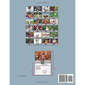 Where's the Dog? 24-Month Calendar for 2022 and 2023: With Full Color Photos of Pooches Playing Hide-and-Seek