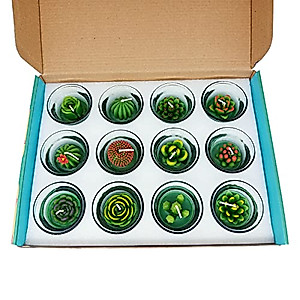 Amusaer Succulent Cactus Tealight Candles in Glass 12 Set Bulk Small Soy Wax Candles for Wedding, Party Favors, Baby Shower, Bridal Shower Green