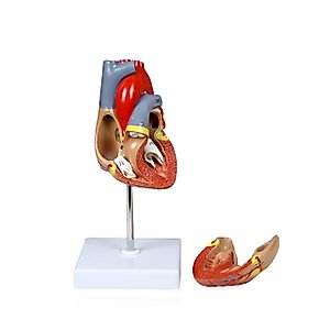 Vision Scientific VAC405-AN Life-Size Human Heart | 2 Parts | Anterior Wall Detachable to Reveal Ventricles, Atria, Valves, and The Aorta | Labelled Diagram Included