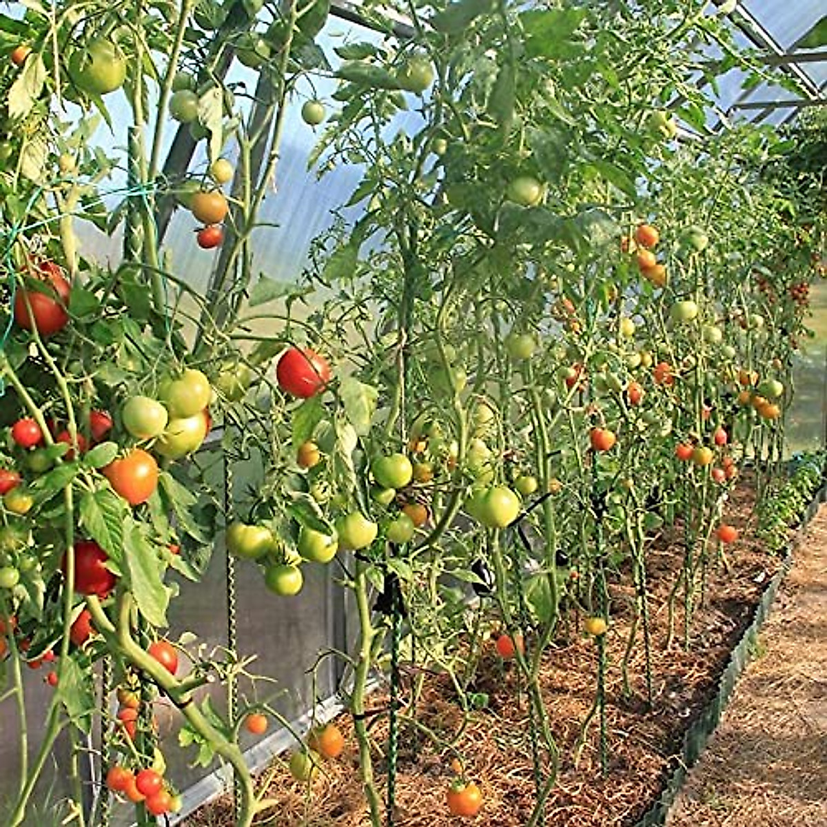 Eco-Friendly 2-FT Fiberglass Garden Stakes, Tomato Stakes, Plant Stakes (Pack of 20), 0.25-Inch Dia