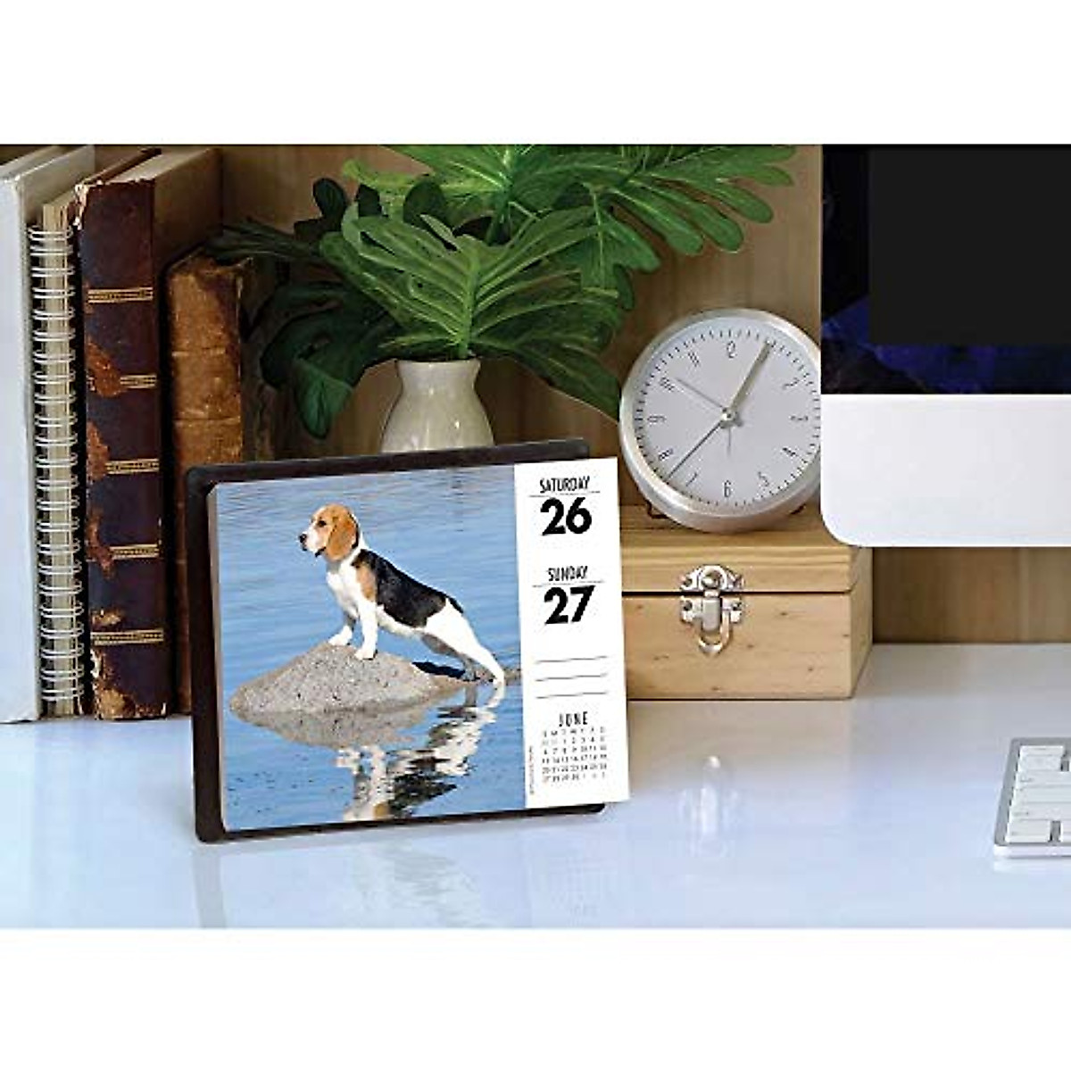 Just Beagles 2021 Box Calendar (Dog Breed Calendar)