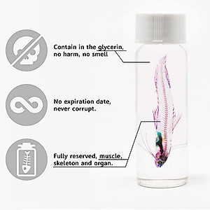 KAIRU ECO-ART STUDIO Diaphonized/Transparent Specimen, Deep Sea Fish of West Pacific, Lanternfish
