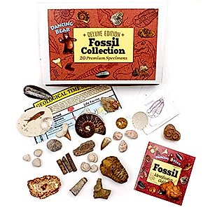 DANCING BEAR Fossil Collection Set, 20 Real Premium Specimens: Trilobite, Ammonite, Fish Fossil, Shark Tooth, Petrified Wood, Dinosaur Bone, Fossil Book, Time Scale, ID Cards, STEM Science Kit