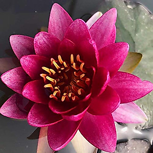 Pre-Grown Hardy Water Lily Tuber (Top 4 IWGS Award) Aquatic Pond Plant Garden Assorted Free Fertilizer Supplies