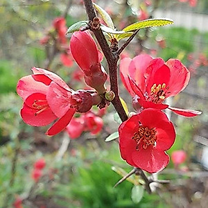 CHUXAY GARDEN Chaenomeles Speciosa-Flowering Quince,Chinese Quince,Zhou Pi Mugua 10 Seeds Striking Landscaping Plant