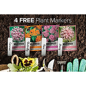 Milkweed Seeds For Monarch Butterflies (4 Variety Pack) Common, Showy, Butterfly and Rose Varieties Attracts Butterflies, Bees and Pollinators Heirloom Flower Seeds Wildflower Seed by Gardeners Basics
