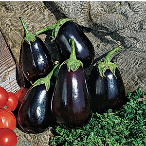 Burpee Black Beauty (Organic) (Heirloom) Eggplant Seeds 50 seeds