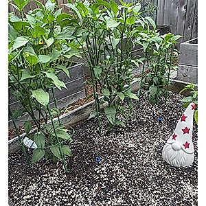 Adjustable Tomato Cage,36" Plant Support Garden Plant Stakes Cucumber Trellis with 4 Adjustable Ring for Climbing Plants Vegetables，Flowers，Fruit,Rose Vine Climbing Plants(6 Pack)