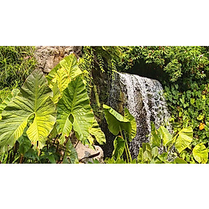 Nature DVD -Tropical Gardens and Orchids and Butterflies - with Music and Nature Sounds 2016