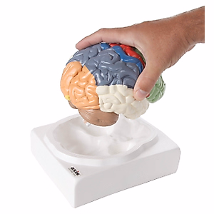 Axis Scientific Human Brain Model Anatomy with Colored and Numbered Regions, 2-Part Human Brain Model Disassembled – Includes Base, Detailed Product Manual and 3 Year Warranty