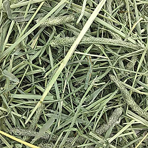 Oxbow Animal Health Western Timothy Hay - All Natural Hay for Rabbits, Guinea Pigs, Chinchillas, Hamsters & Gerbils - 25 lb. Bulk Size