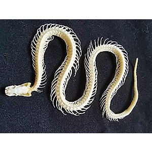 Real Snake Skeleton Animal Specimen in Science Classroom Specimens for Science Education