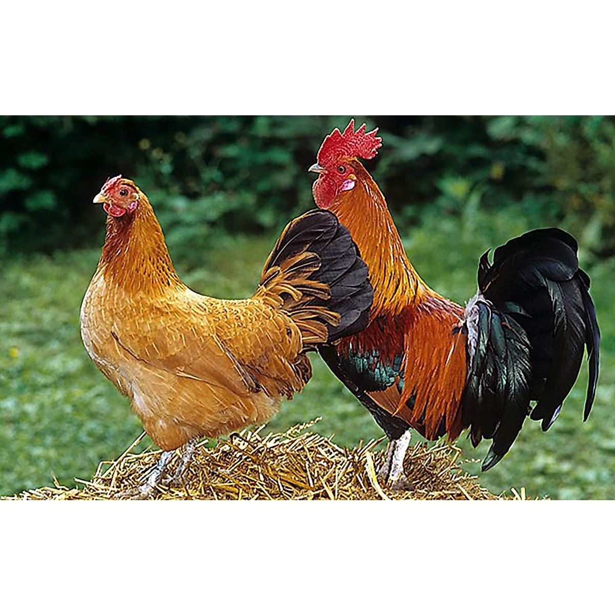 Thunder New Max Vitamins Health Supplement Capsules Rooster Booster Chicken Increasing Energy Formula Feed Cock Fighting Gamecocks, Good Breeding, Stronger & More Power, Healthy 90 Capsules Hen Food