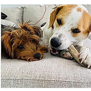 WhiteTail Naturals - Antlers for Small Dogs (6 Pack) Deer Antler Dog Chew Bones for Small to Medium Aggressive Chewers - Long Lasting Horn Chew Toys - Naturally Shed