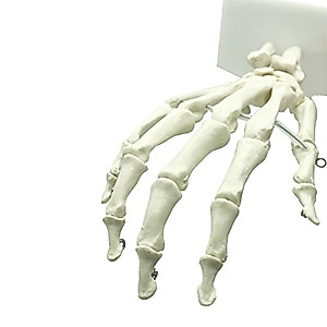 MAYMII High Quality PVC Human Hand Skeleton Medical Anatomical Model on Base Stand, Life Size, Articulated