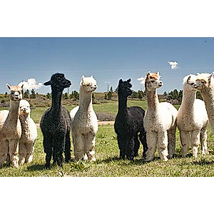 WARRIOR ALPACA SOCKS - Heavy-Duty Terry Lined Endurance Alpaca Socks (Lakeside Blue/Gold, X-Large)