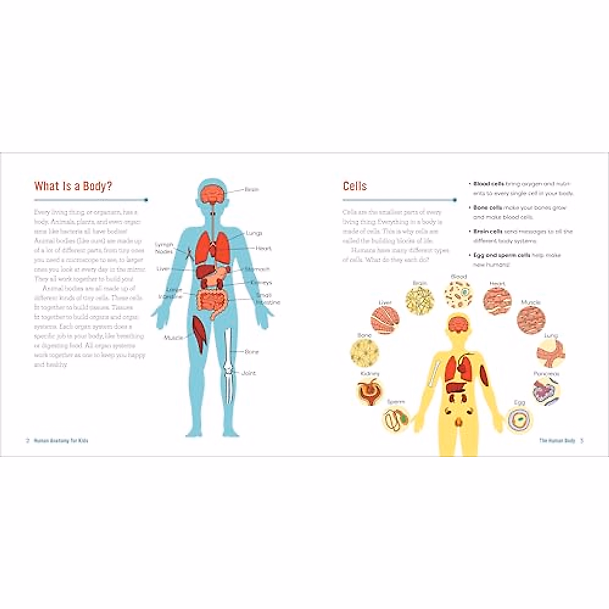 Human Anatomy for Kids: A Junior Scientist's Guide to How We Move, Breathe, and Grow