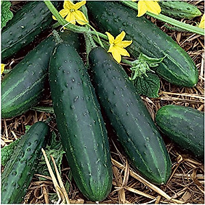 Seed Needs, Spacemaster 80 Cucumber Seeds For Planting (Cucumis sativus) Single Package of 60 Seeds Non-GMO Untreated