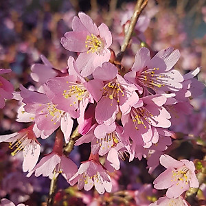 Okame Cherry Blossom Plant - Japanese Cherry Blossom Tree for Planting (6''-10'' Tall) - Not Ship AZ, CA
