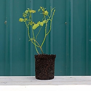 Heirloom Roses Earth Angel Rose Plant - Parfuma® Earth Angel Pink Floribunda Rose Bush, Cupped Peony Shaped Blooms