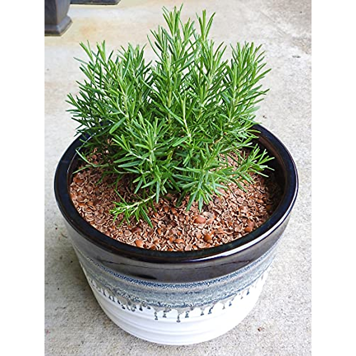 Hazel Shell Chips - Mulch Amendment Product - 10 lbs.(Hazelnut Shells)