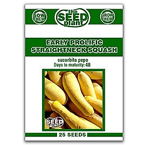Early Prolific Straightneck Squash Seeds - 25 Seeds Non-GMO