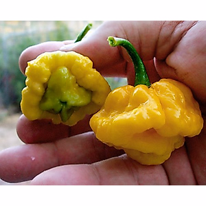 30+ Yellow Scotch Bonnet Jamaican Hot Pepper Seeds Heirloom Non-GMO Spicy, from USA
