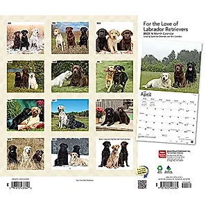 For the Love of Labrador Retrievers 2022 14 x 12 Inch Monthly Deluxe Wall Calendar with Foil Stamped Cover, Animal Dog Breeds DogDays