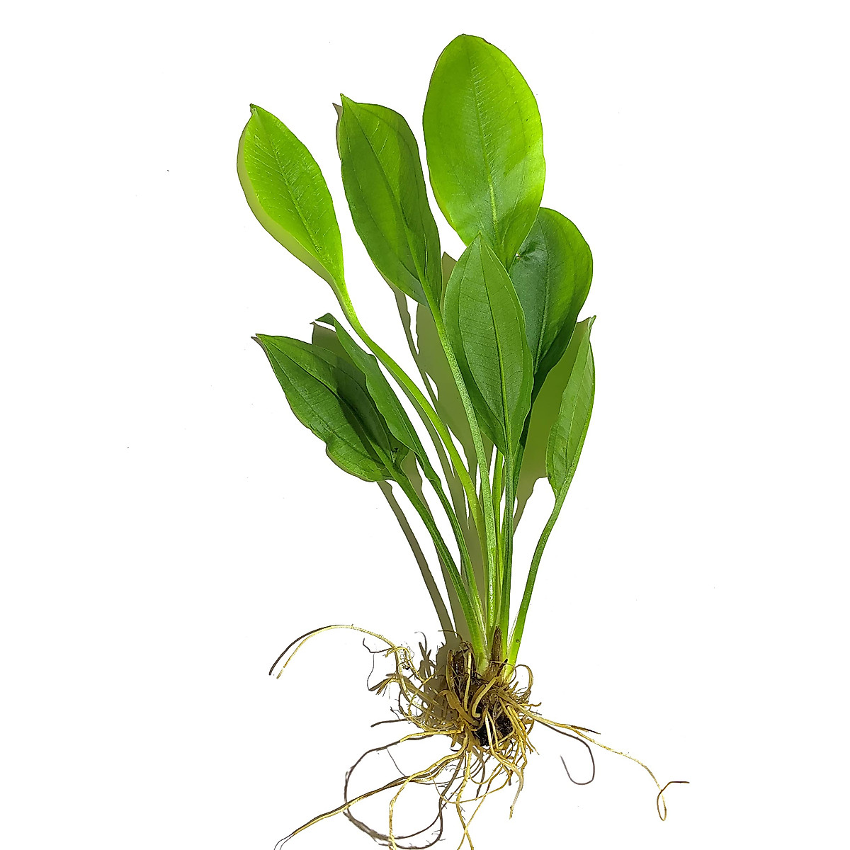 Marcus Fish Tanks - Amazon Sword Echinodorus Bleheri Easy Live Aquarium Plants for Aquatic Freshwater Fish Tank Buy 2 GET 1