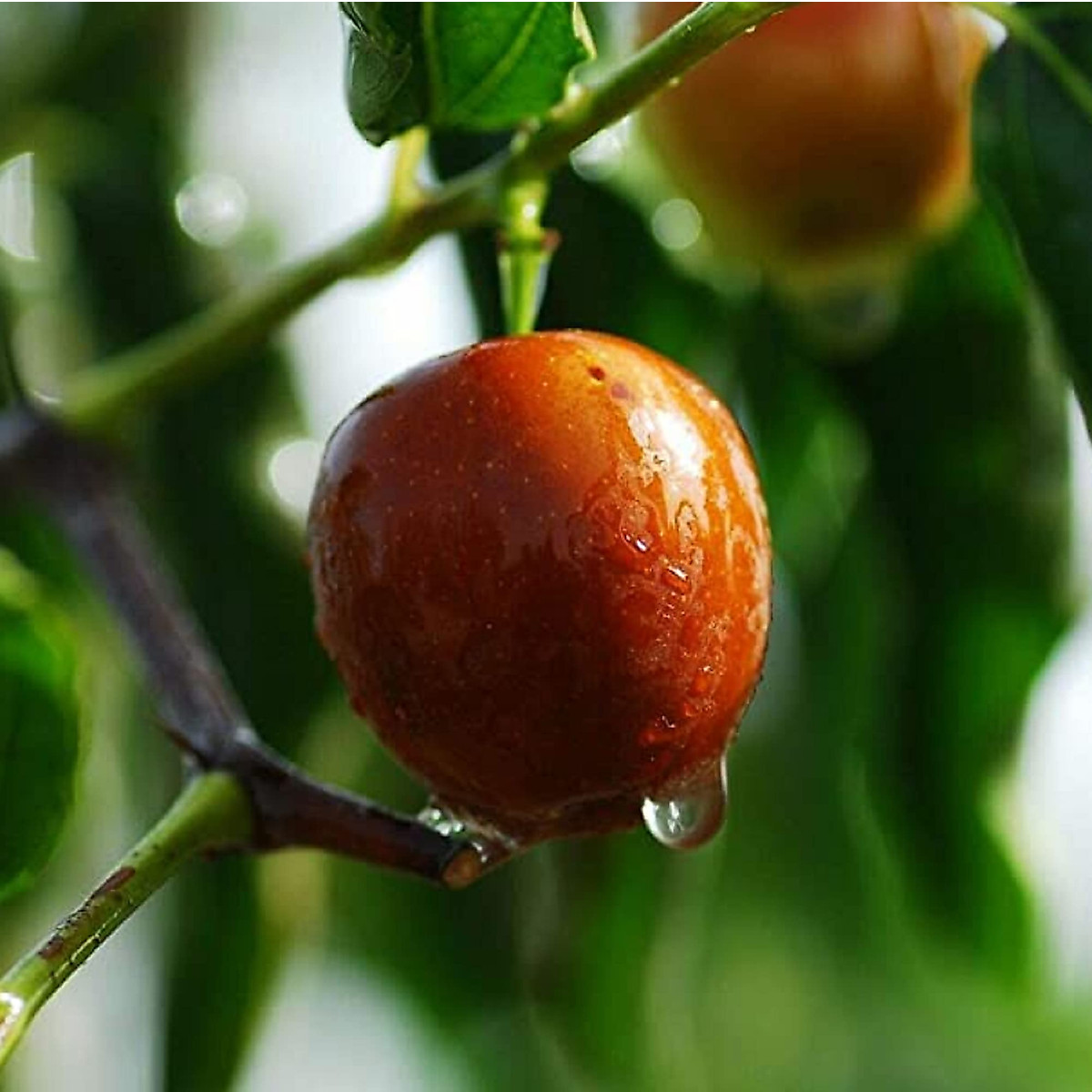 CHUXAY GARDEN Indian Jujube Seed 8 Seeds Ziziphus mauritiana Fruit Tree Drought Tolerant Sweet Edible Fruit Great Gardening