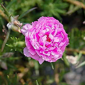 Moss Rose Seeds Portulaca Grandiflora Seeds Showy Drought Tolerant Beds Boreder Edging Ground Covers Patio Containers Rock Garden 500Pcs Annual Flower Seeds by YEGAOL Garden