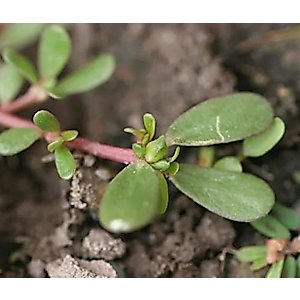 2500+ Purslane Seeds Green Fresh Garden Seeds for Planting