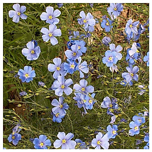 Everwilde Farms - 2000 Blue Flax Wildflower Seeds - Gold Vault Jumbo Seed Packet