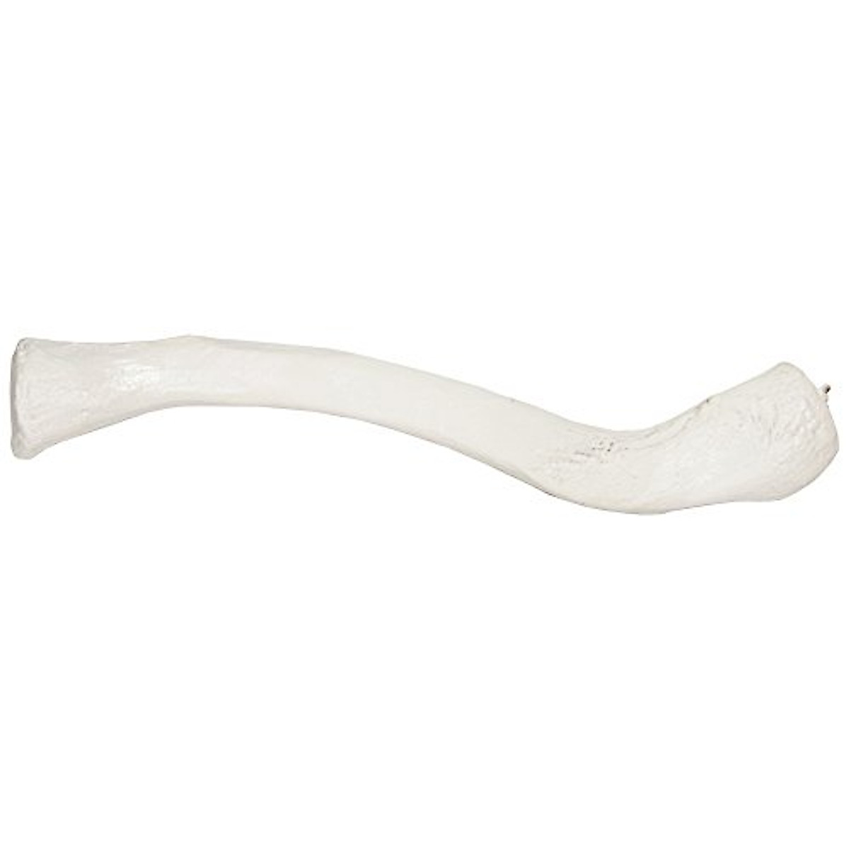 Axis Scientific Clavicle Bone Model | Right | Cast from Real Human Clavicle Bone l Human Collarbone Model Has Realistic Texture and Important Bony Landmarks | Includes Product Manual
