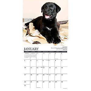 Lab Rules 2021 Wall Calendar (Dog Breed Calendar)