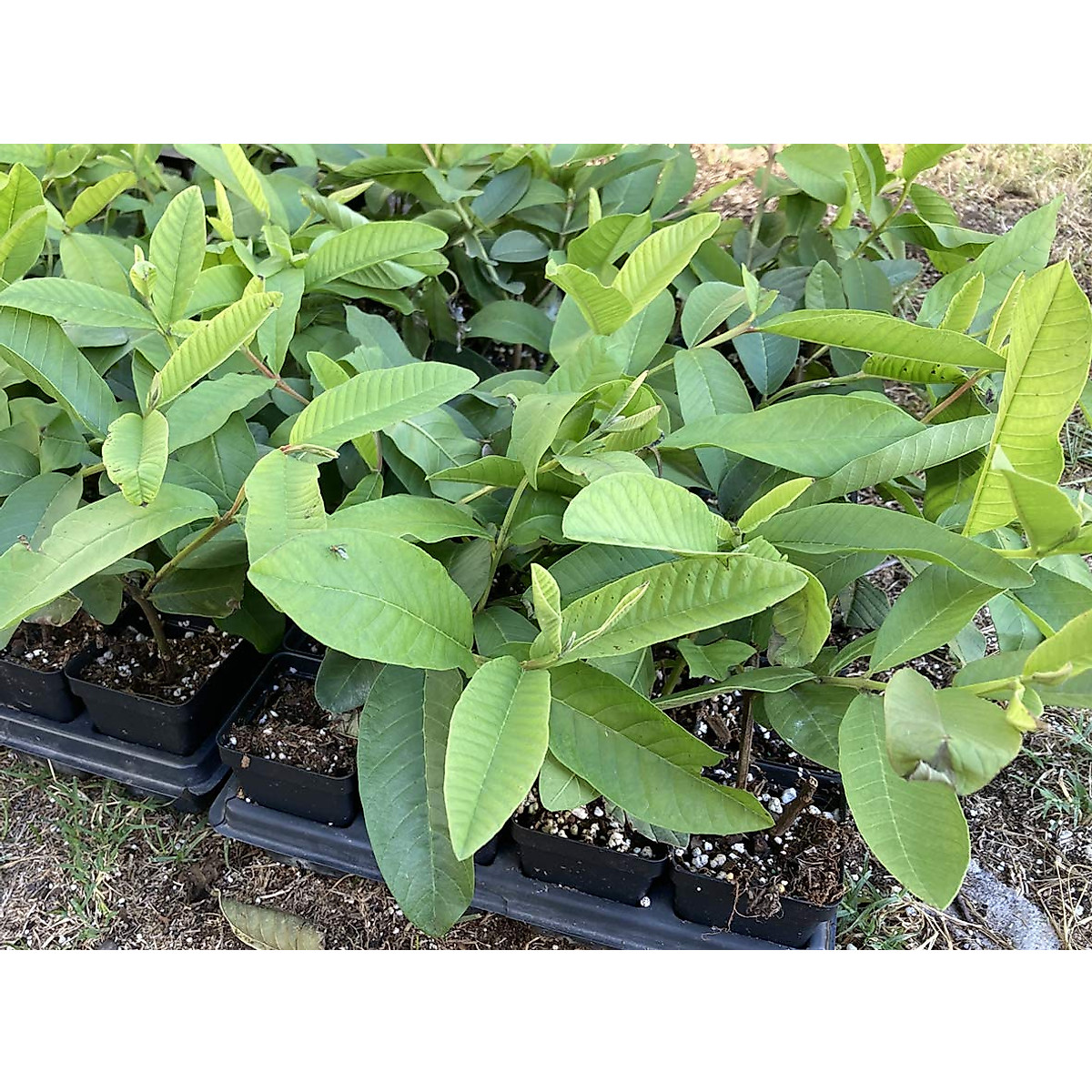 Pink Guava Plant - Psidium Guajava - Live Plant