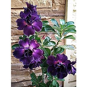 4 Rare Purple Desert Rose Seeds Adenium Obesum Flower Perennial Exotic Tropical, Potted Plant & Bonsai, Easy to Grow -QAUZUY GARDEN