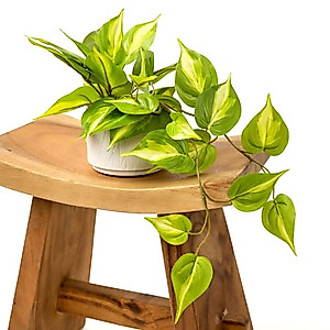 Kurrajong Farmhouse ArtificialTrailing Ivy pothos Plant with White Ceramic Pot | Light Green Faux Ivy Plant with White Pot | Shelf Decor Fake Plant